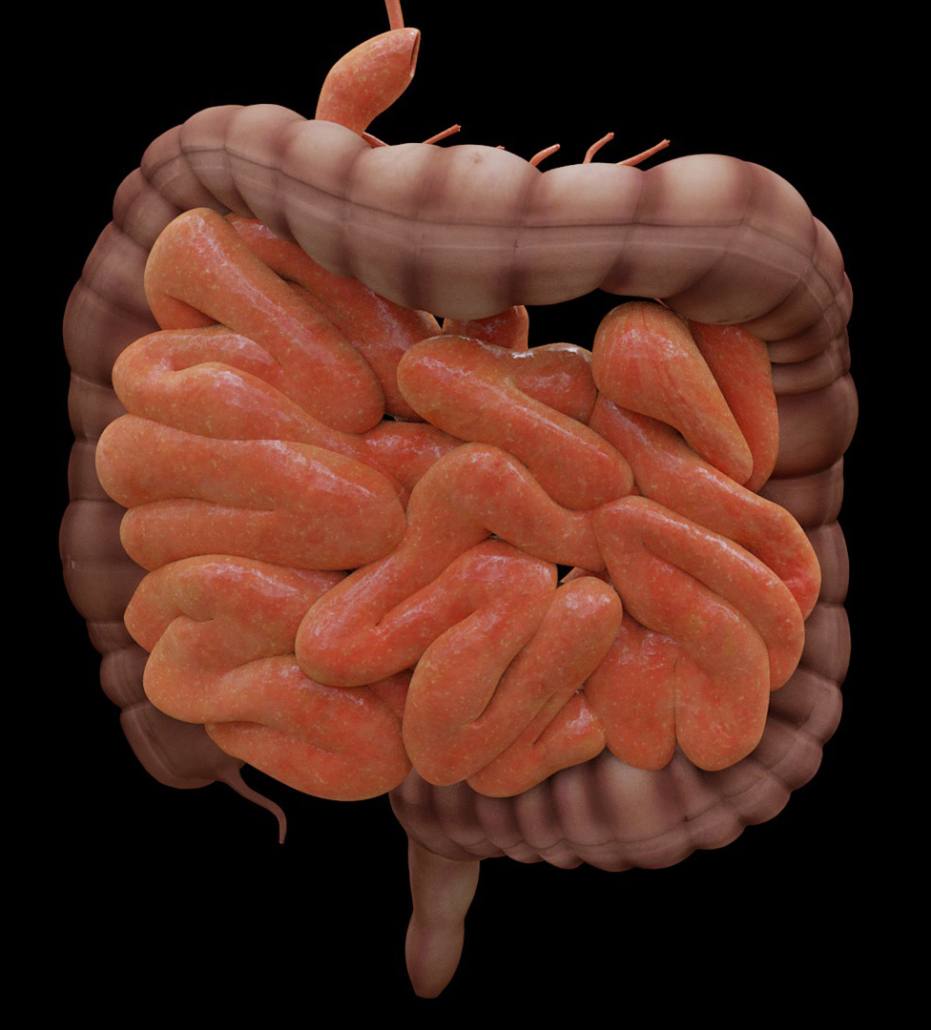 El Intestino y sus funciones - Salud Integrativa